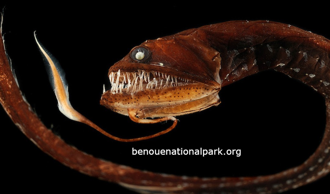 7 Hewan Dasar Laut Dengan Bentuk Menyeramkan