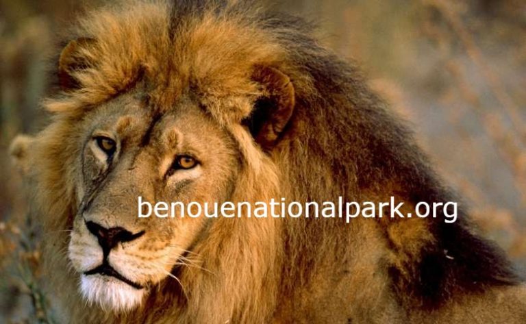 11 Hewan Karnivora ( Pemakan Daging ) Yang Perlu Diketahui